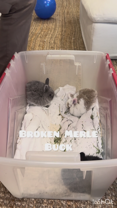 Baby Bunny - Broken Merle - Buck | Rabbits | KSL Classifieds