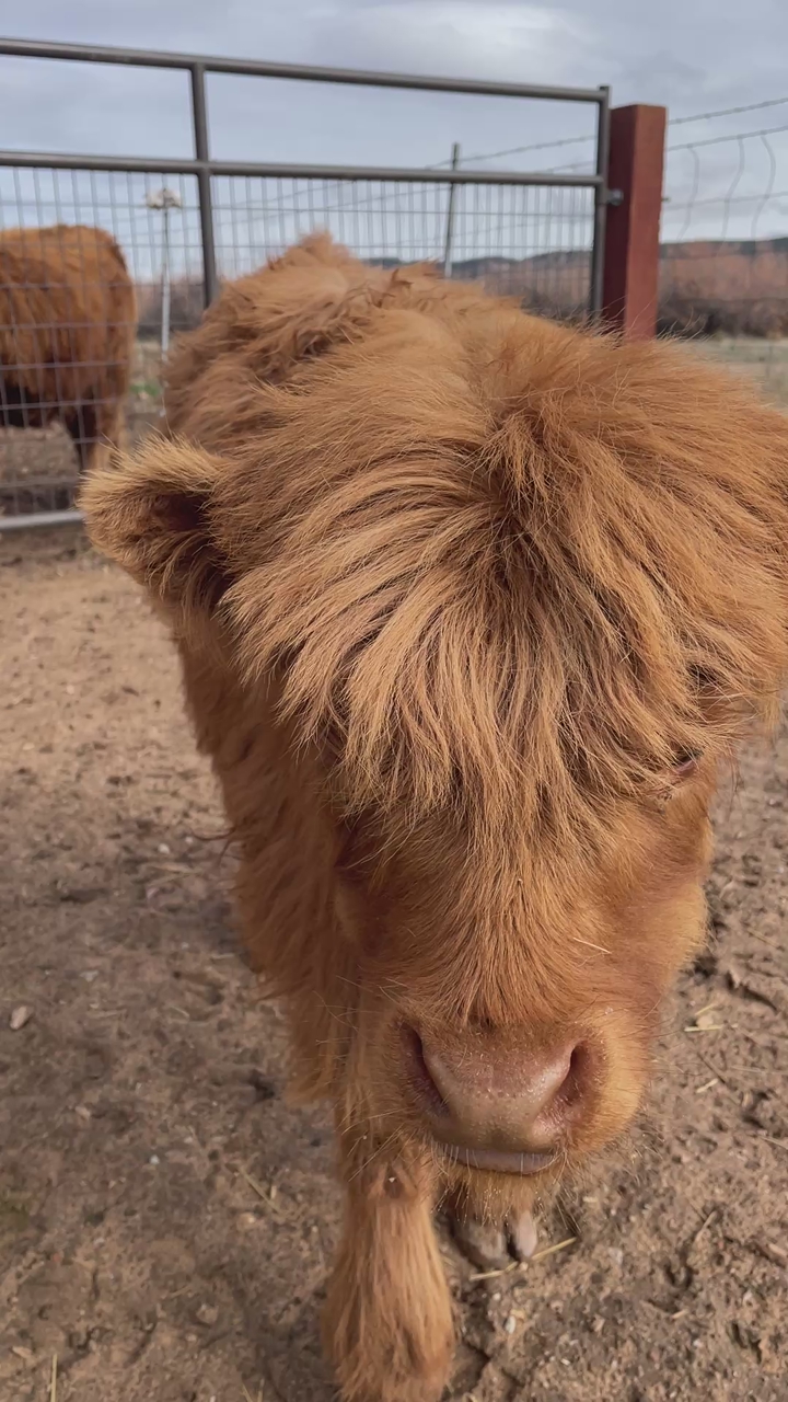 Home For Christmas! Micro Mini Highland Calf cow | Cattle | KSL Classifieds