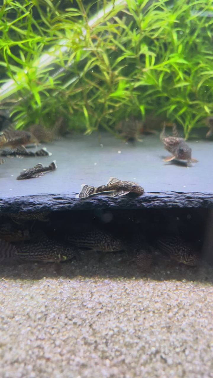 Small Bushy-Nose Pleco's | Fish | KSL Classifieds