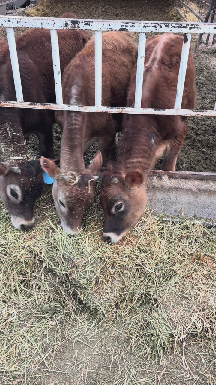 Jersey Calves | Cattle | KSL Classifieds