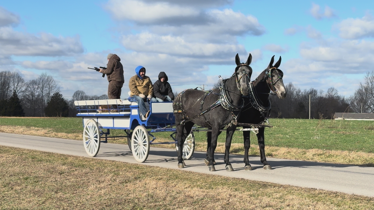 The "BEST" Team of Draft Mules !! | Horses | KSL Classifieds