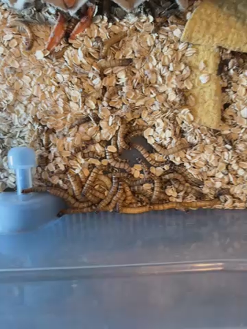 Super Millworms | Pet Equipment and Supplies | KSL Classifieds