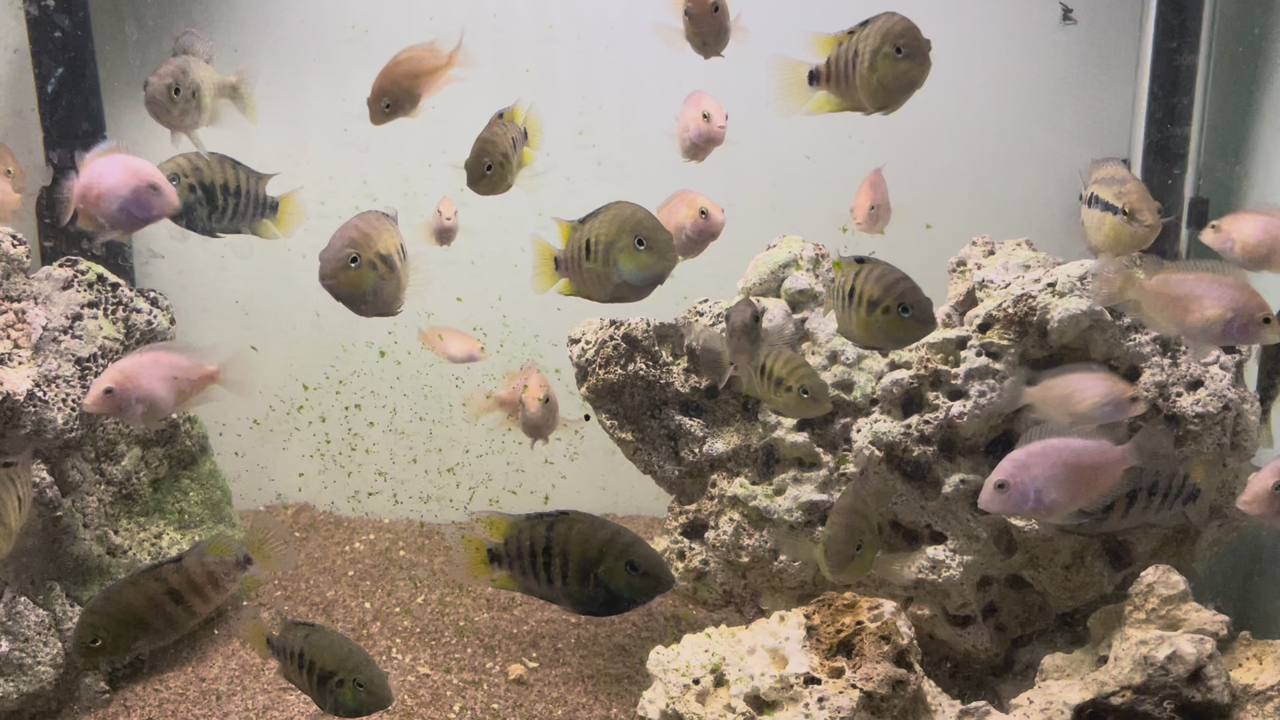 Convict Cichlids | Fish | KSL Classifieds