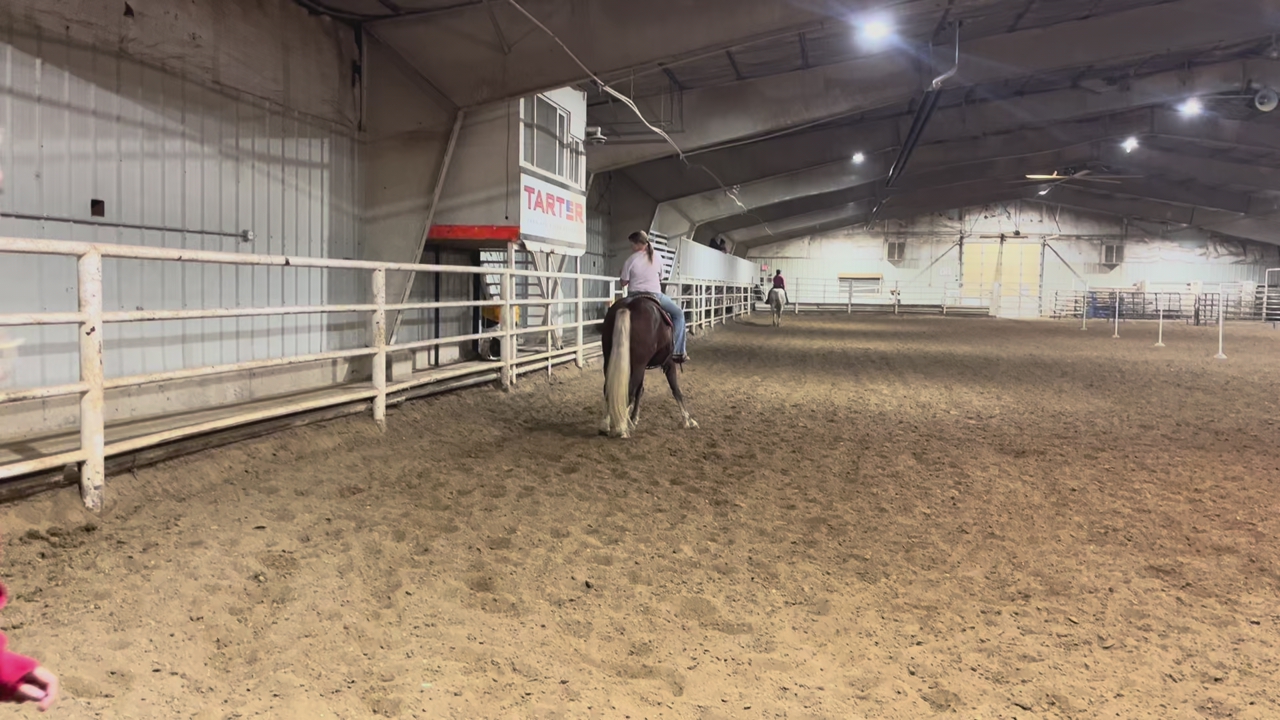 2023 QH/Gypsy Cross | Horses | KSL Classifieds