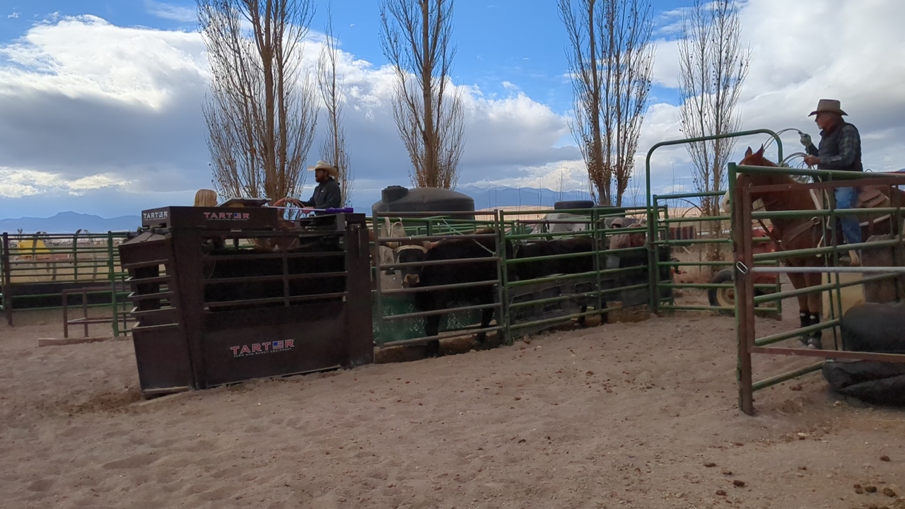 Heel Horse - Gelding - 6 years old | Horses | KSL Classifieds