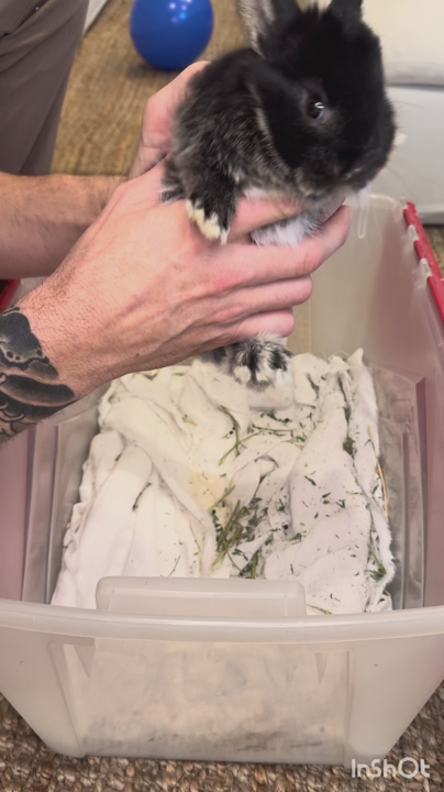 Baby Bunny - Black Otter - Buck | Rabbits | KSL Classifieds