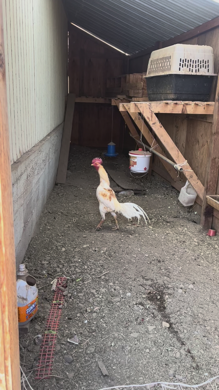 White Samba | Poultry and Gamebirds | KSL Classifieds