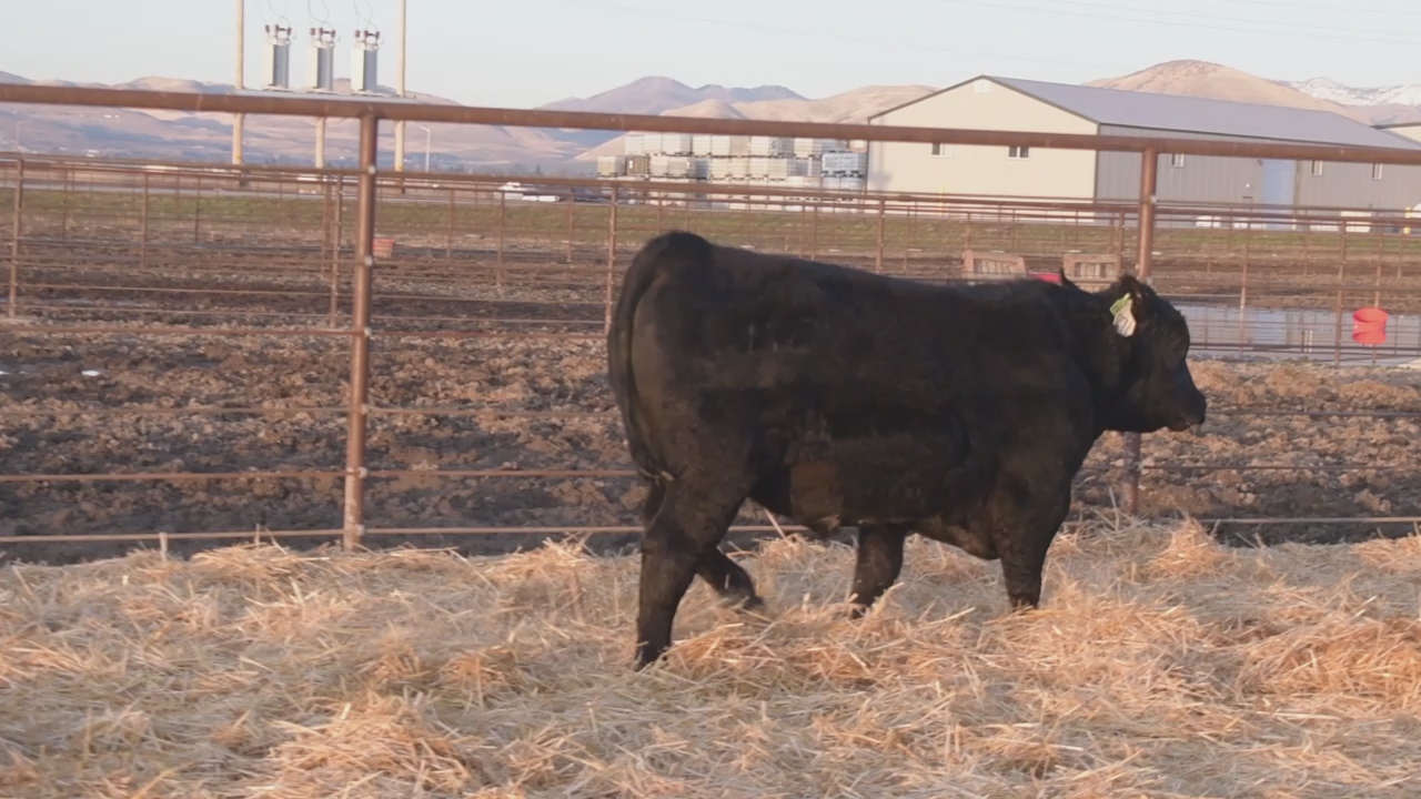 Angus Bull | Cattle | KSL Classifieds