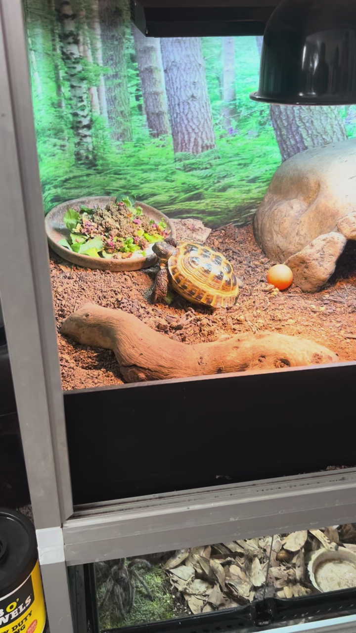 Russian Tortoise | Reptiles | KSL Classifieds