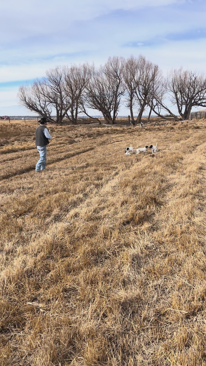 Llewellin Setter X German Shorthaired Pointer Puppies for Sale | Dogs ...